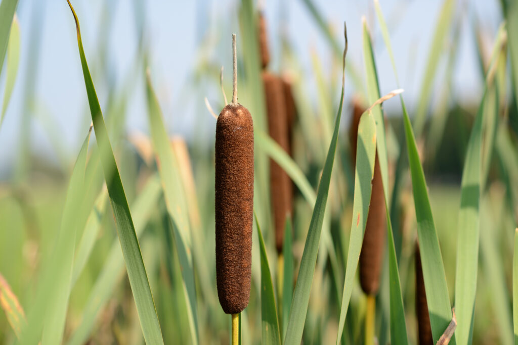 What are the benefits of reeds in the garden? - SEMS GARDEN