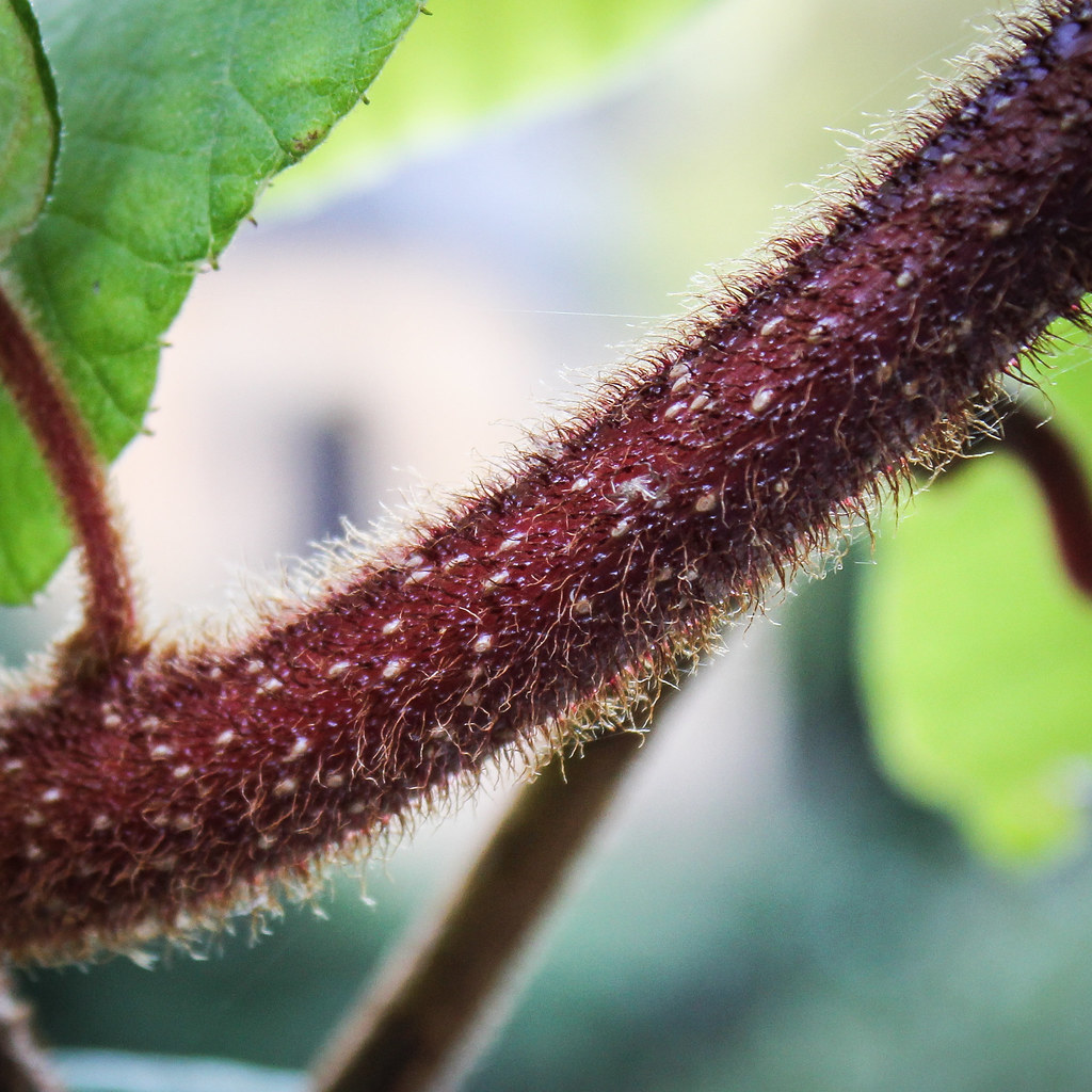 Plant Stem: Stem Color options for Brown/Copper, Purple/Lavender, Green ...